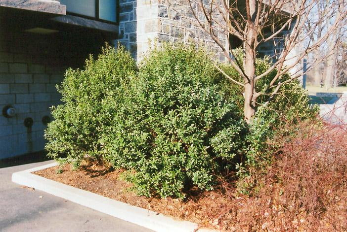 RedCrocus Densa Inkberry Holly Ilex glabra 'Densa' Evergreen Shrub ...