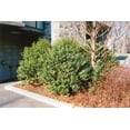 RedCrocus Densa Inkberry Holly Ilex glabra 'Densa' Evergreen Shrub ...