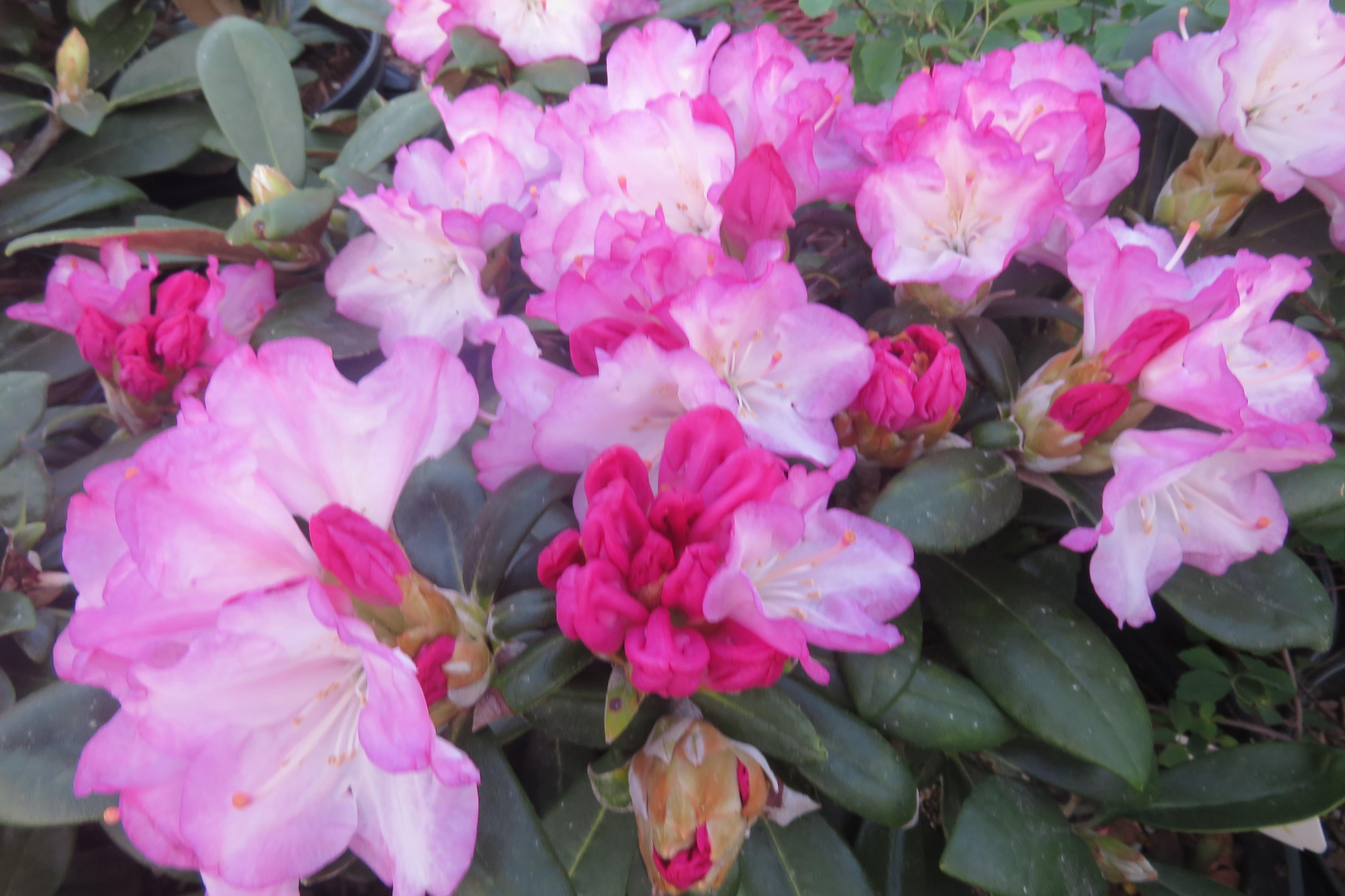 RedCrocus Dorothy Swift Rhododendron- Compact Evergreen Shrub with Pink ...