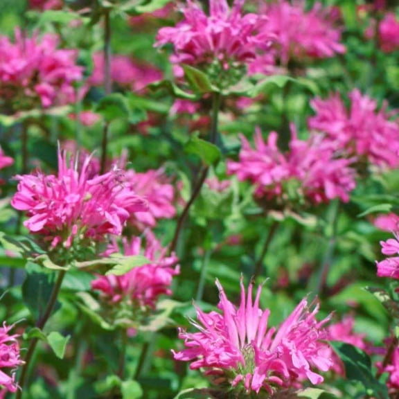 Shop Vibrant Bee Balm Plants and Seeds for Your Patio Garden