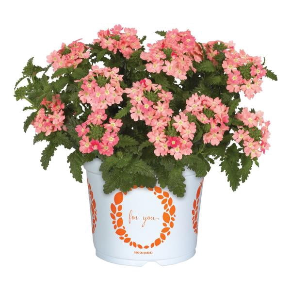 RedCrocus Empress Flair Peach Garden Verbena - Pollinator-Attracting ...