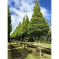 RedCrocus European Hornbeam 'Fastigiata'- Densely Foliage ...