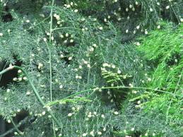 RedCrocus Fern- Asparagus Plumosis Teepee Climbing Fern - Indoor, Shade ...