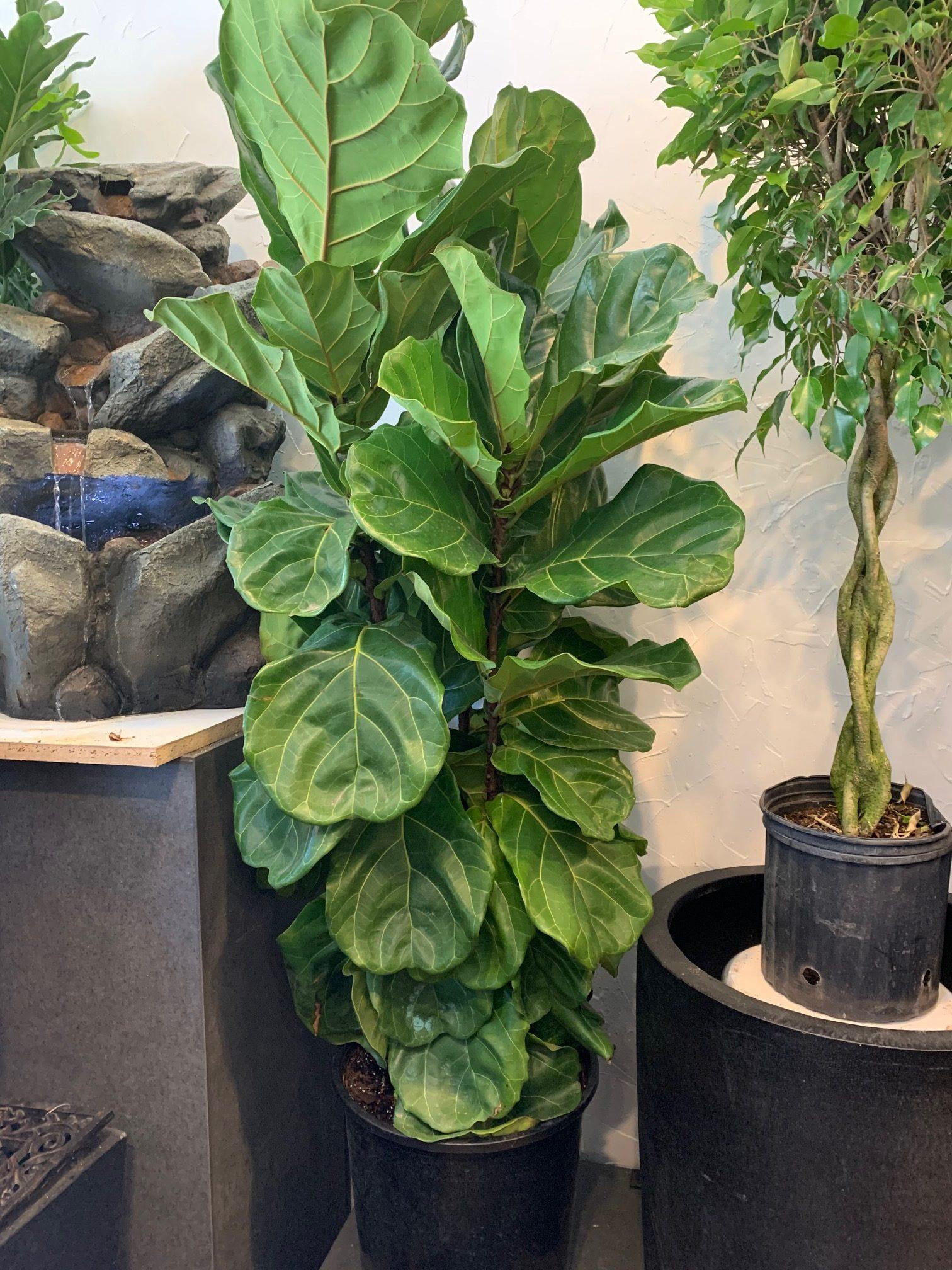 RedCrocus Fiddle Leaf Fig Bush-Indoor plant for decor 12" Pot - Walmart.com