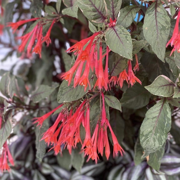 Shop Firecracker Plants and Garden Flowers for Your Patio and Garden
