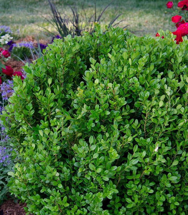 RedCrocus 'Freedom' NewGen Boxwood- Compact Evergreen Shrub for Hedges ...