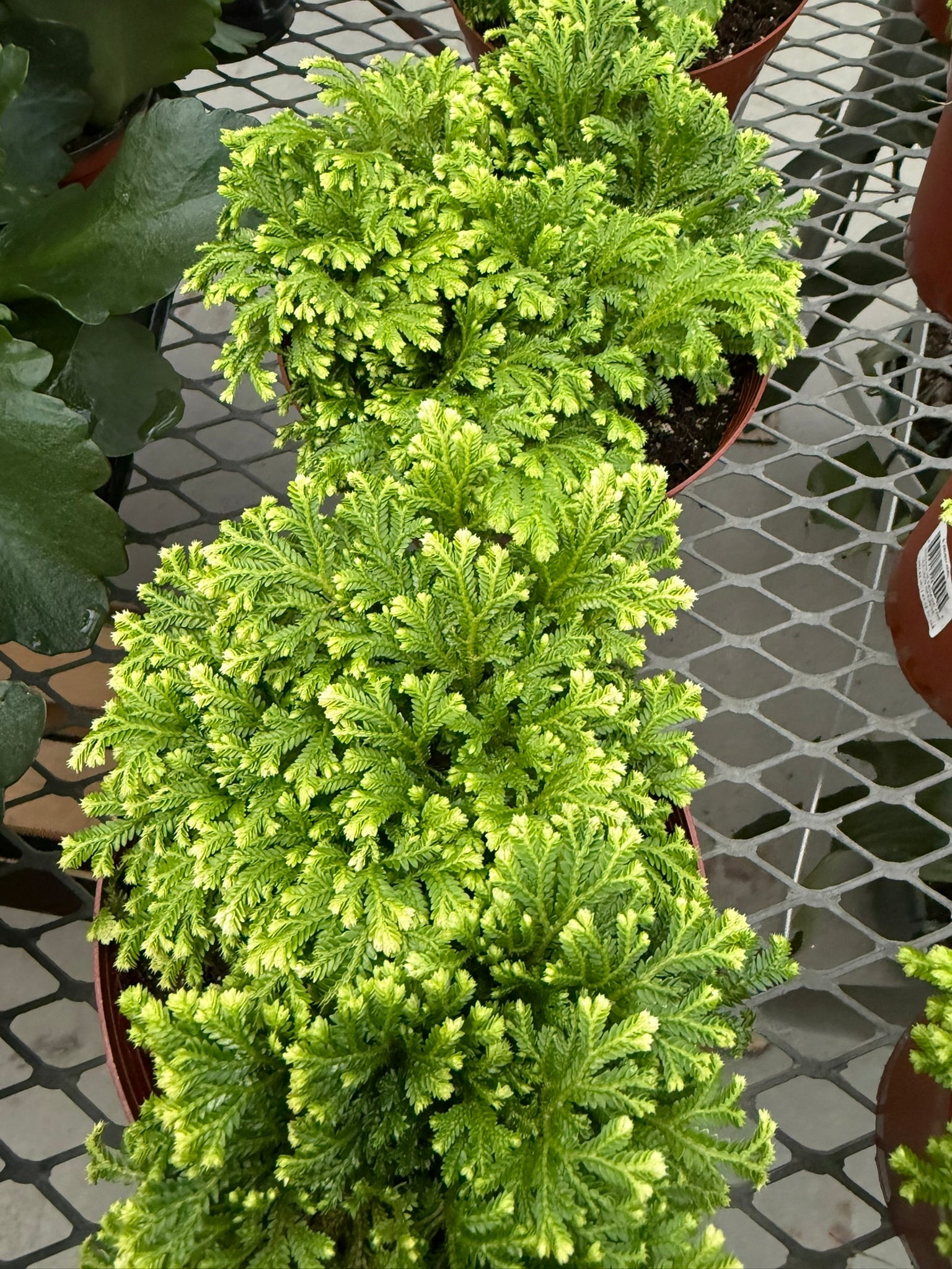 RedCrocus Frosty Fern - Shade-Loving Indoor Fern with Rich, Moist Soil ...
