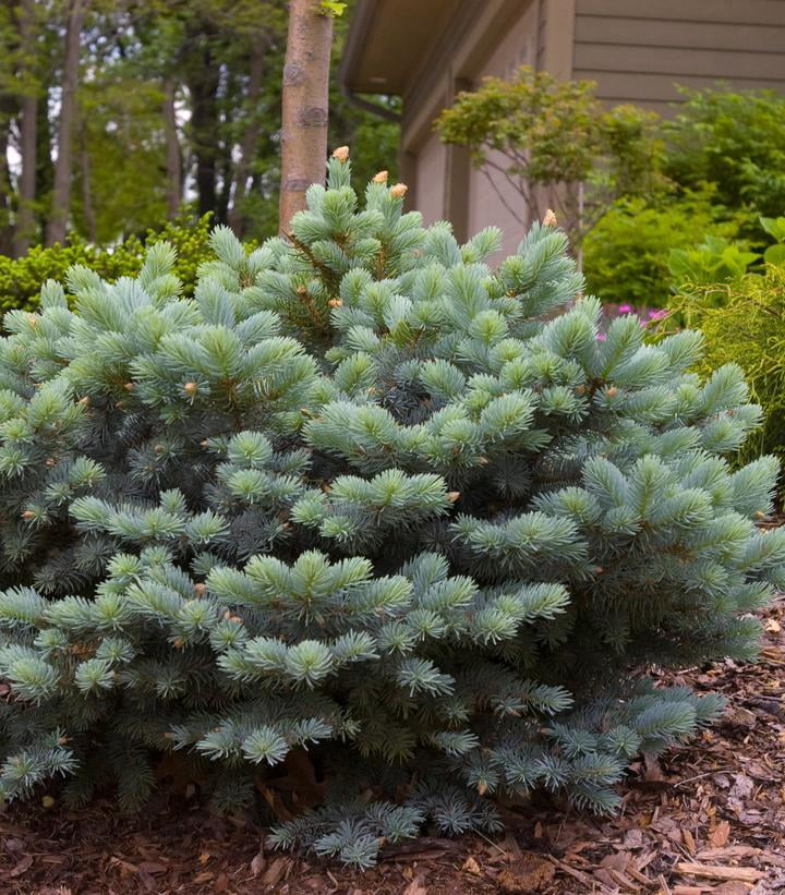 RedCrocus Globe Colorado Blue Spruce Picea pungens 'Glauca Globosa ...