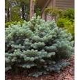 RedCrocus Globe Colorado Blue Spruce Picea pungens 'Glauca Globosa ...
