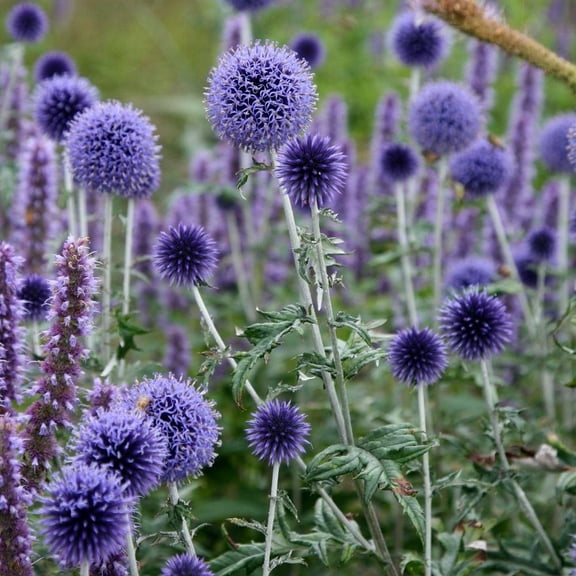 Thistle Plant