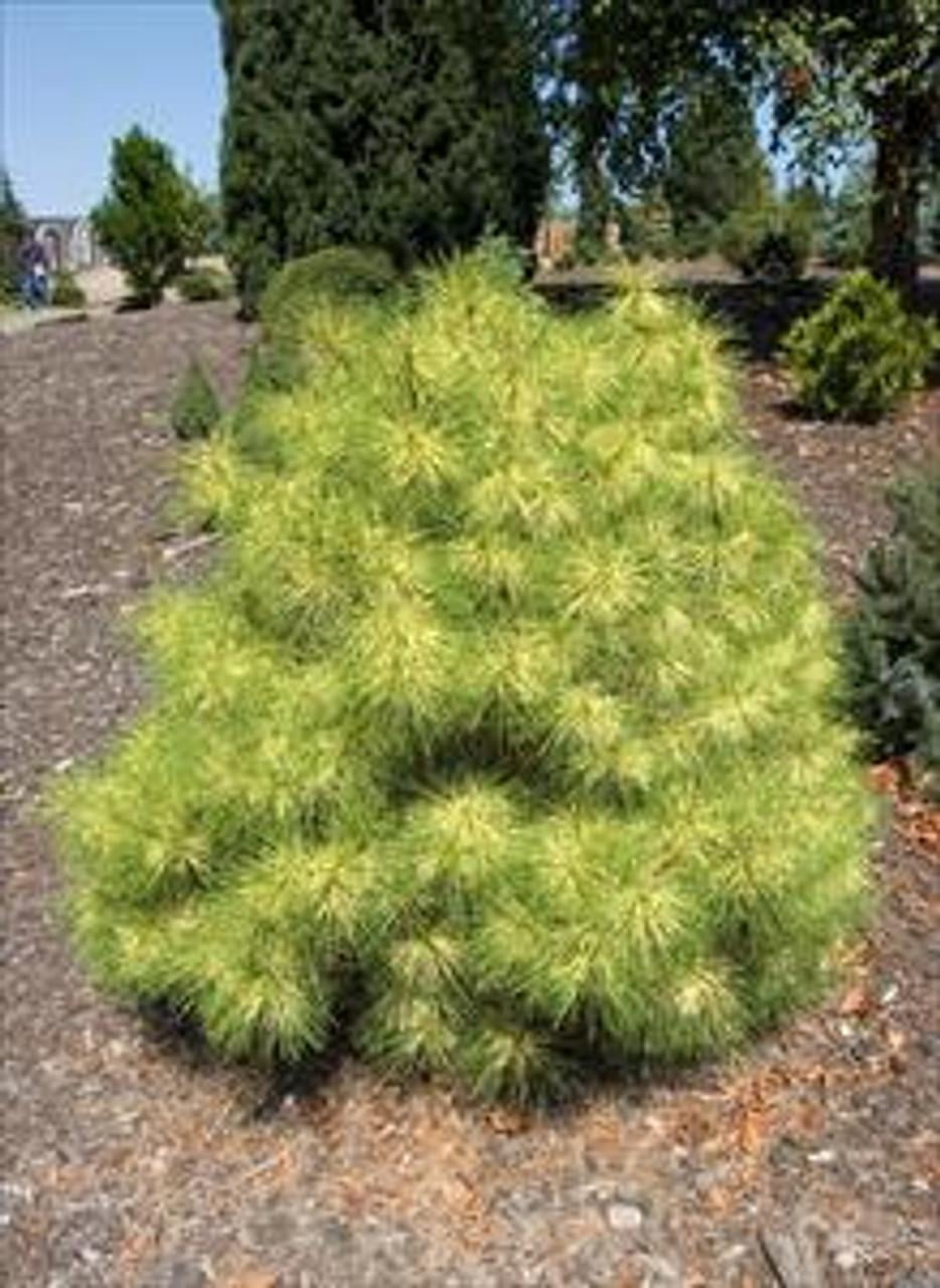 RedCrocus 'Golden Ghost' Japanese Red Pine Pinus densiflora- Evergreen ...