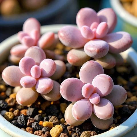 RedCrocus Graptopetalum amethystinum Live Succulent - Lavender Pebbles ...