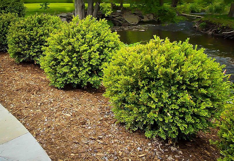 RedCrocus Green Gem Hybrid Boxwood Buxus microphylla | Evergreen shrub ...