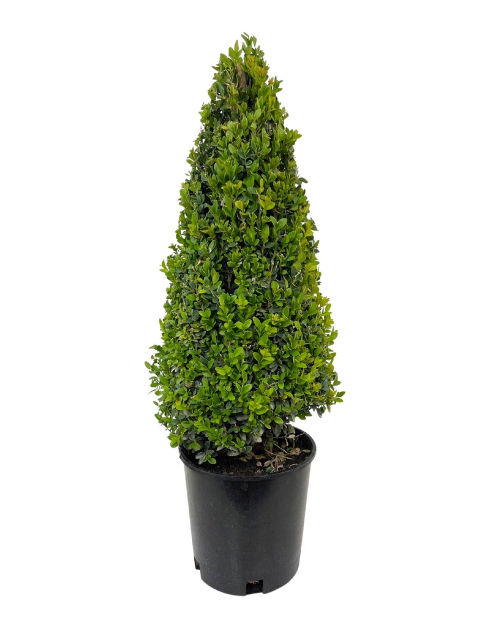RedCrocus Green Mountain Boxwood Topiary Cone – Buxus 'Green Mountain ...