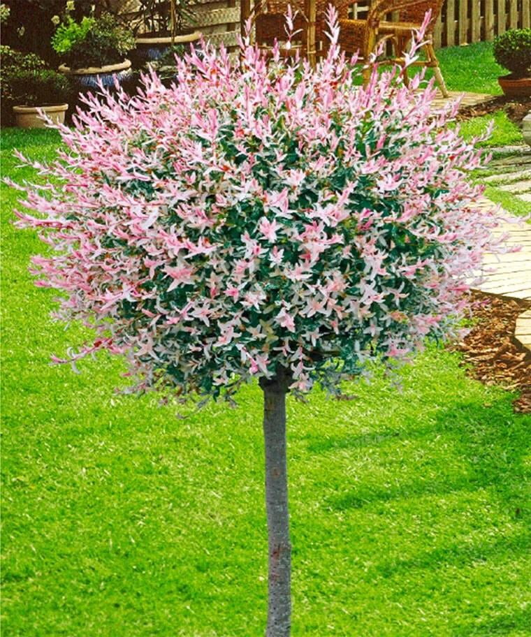 RedCrocus Hakuro Nishiki Dappled Willow- Variegated Foliage, Ornamental ...