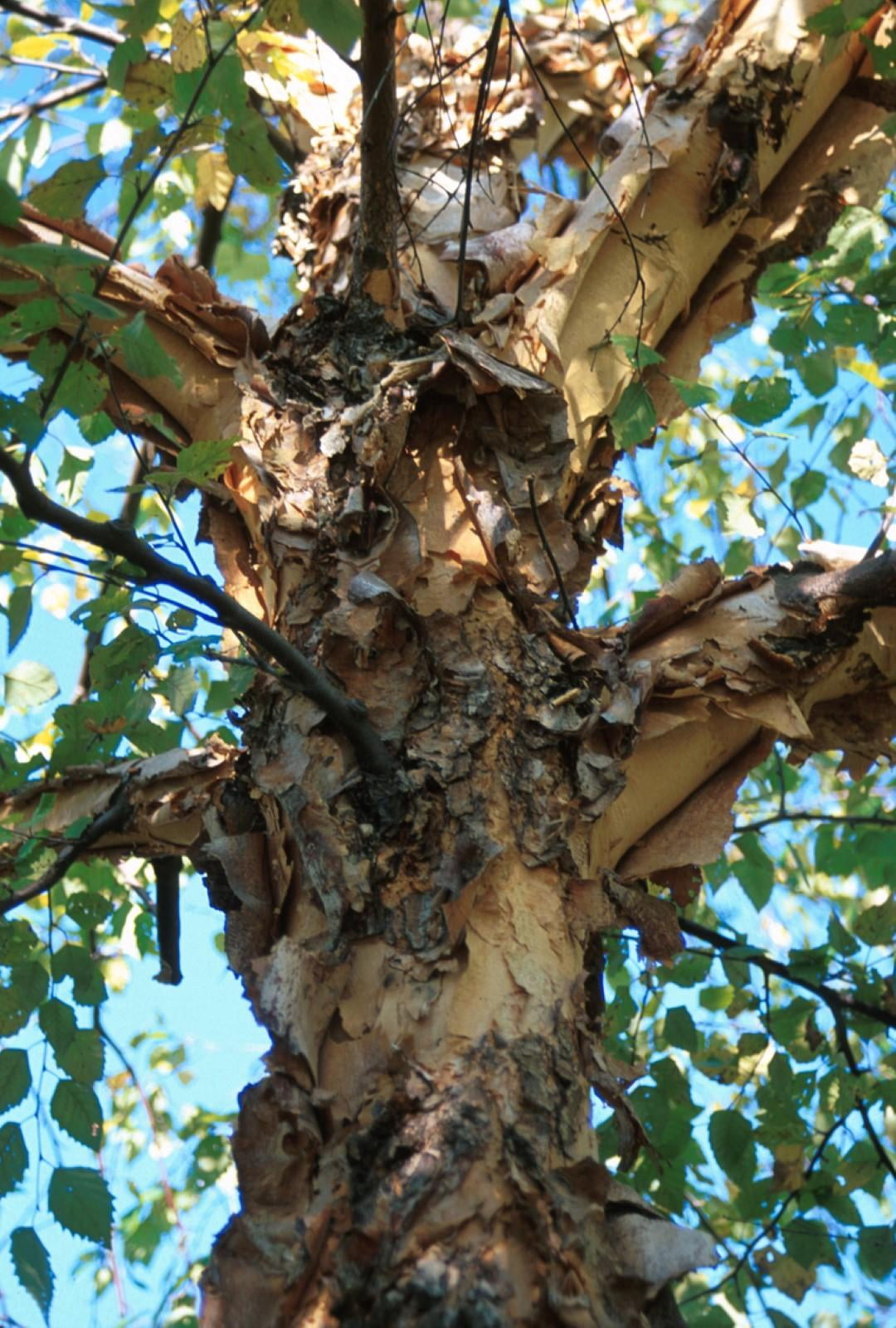 RedCrocus Heritage River Birch Betula nigra 'Heritage'- Multi Stem Tree ...