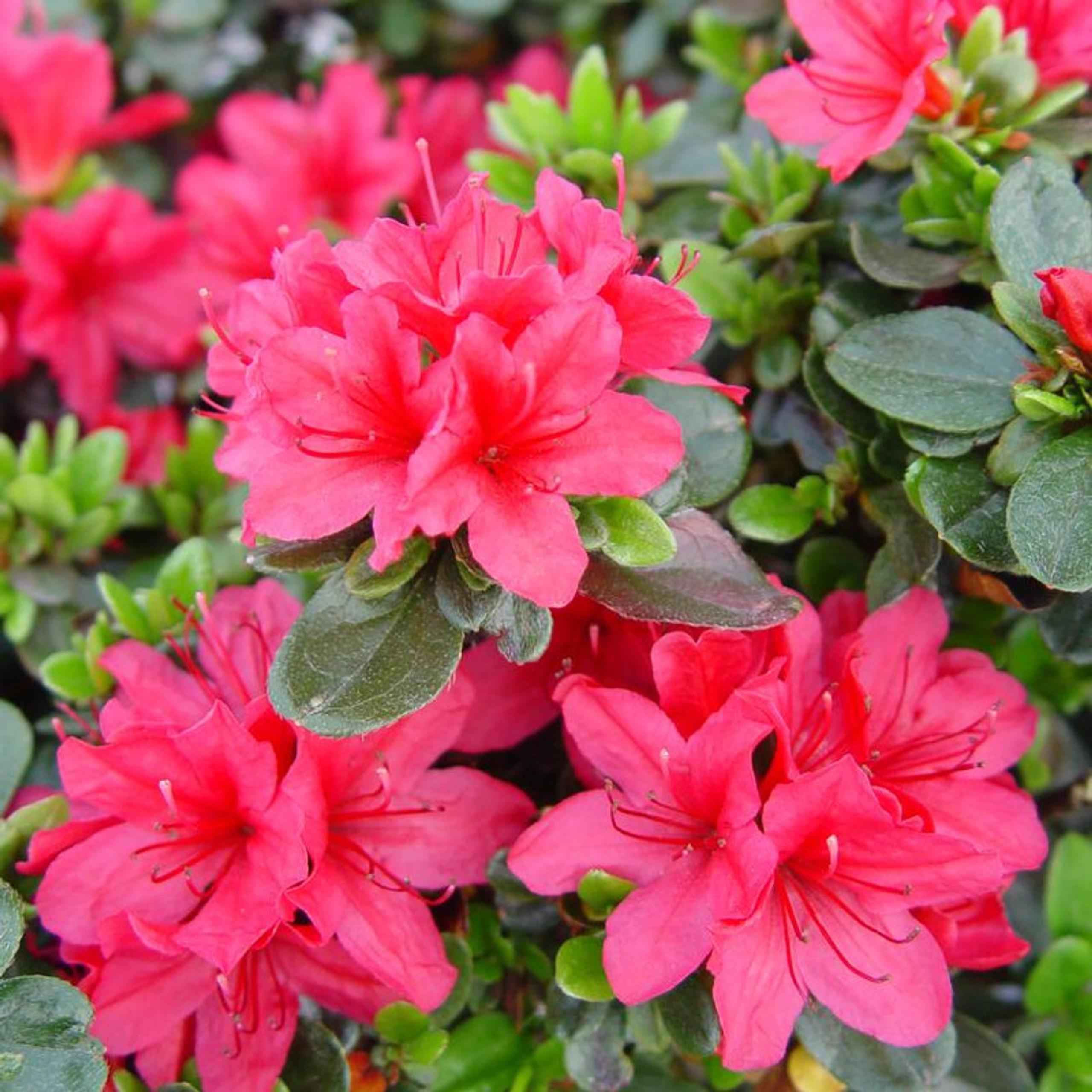 RedCrocus Hino Crimson Kurume Azalea Evergreen Bush- Fragrant, Pet ...