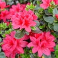 RedCrocus Hino Crimson Kurume Azalea Evergreen Bush- Fragrant, Pet ...