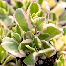 Candy Cane Plant