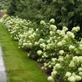 RedCrocus Little Lime Hydrangea | Hardy Shrub for Gardens & Containers ...