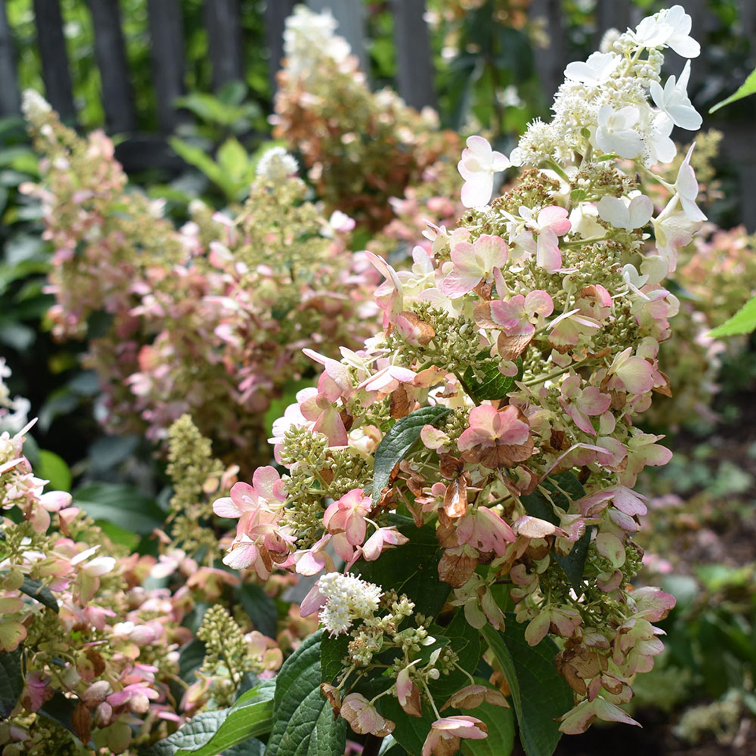 RedCrocus Little Lime Punch Panicle Hydrangea- Compact Garden Shrub for ...