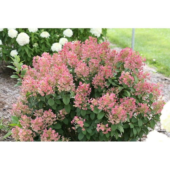 RedCrocus Little Quick Fire Hydrangea-Compact Early-Blooming Plant 3 ...