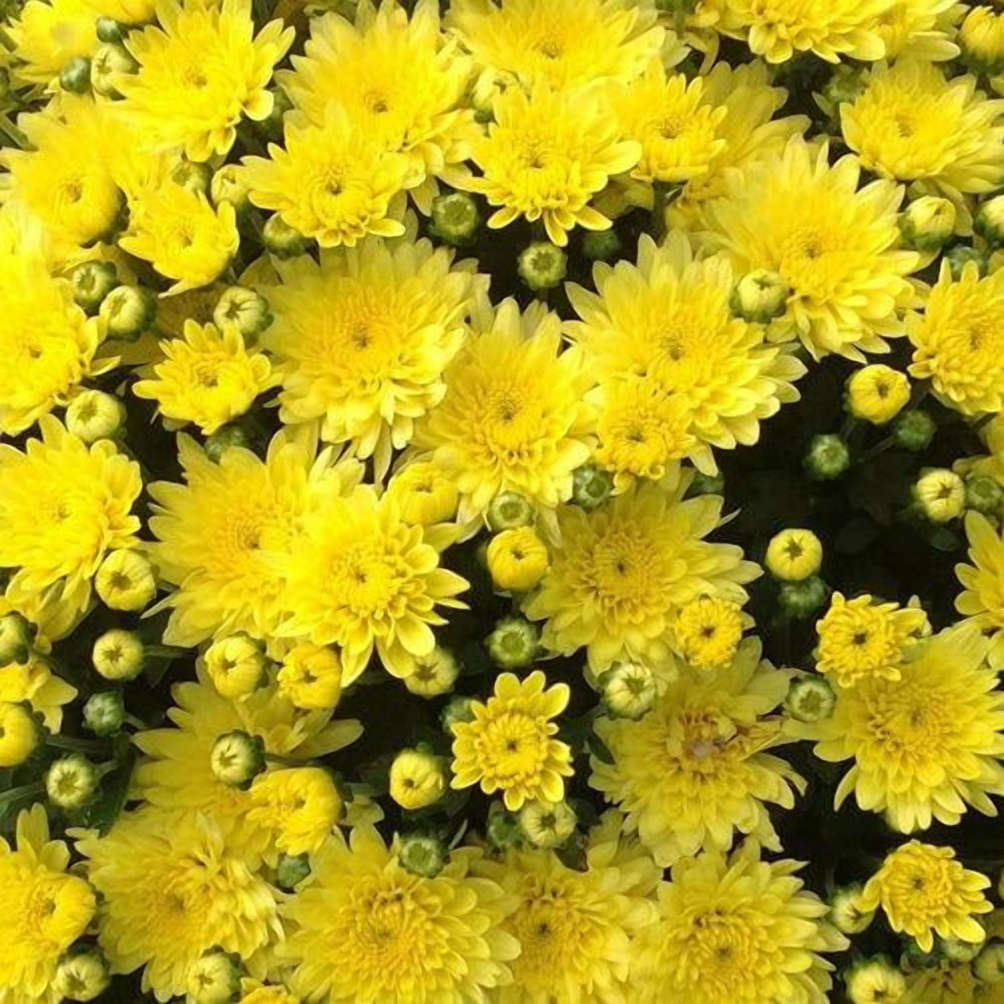 Moonglow Yellow Garden Mum-Herbaceous Perennial-Vibrant Yellow Blooms 6 ...