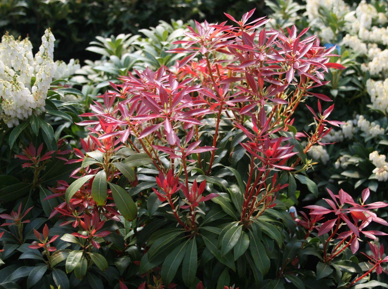 RedCrocus Mountain Fire' Japanese Andromeda Pieris japonica | Evergreen ...