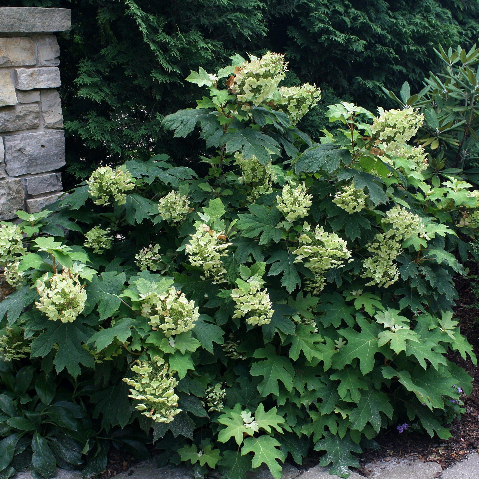 Pee Wee Oakleaf Hydrangea–Compact Shrub–Attracts Pollinators 3 Gallon ...