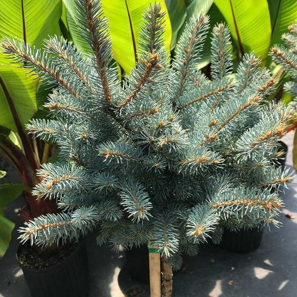 RedCrocus Picea pungens 'Glauca Globosa' Blue Spruce Standard Topiary ...