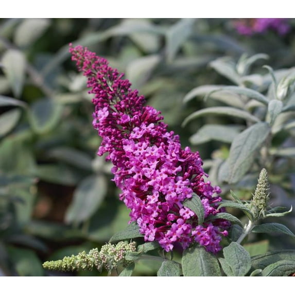 RedCrocus Pugster Pink Butterfly Bush-Compact Dwarf Variety-Attracts ...