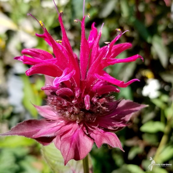 Bee Balm Plants