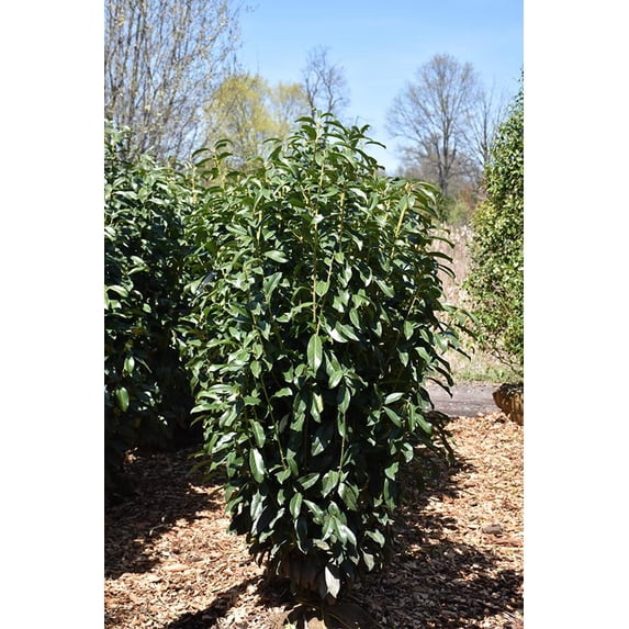 RedCrocus Skinny Skip' Cherry Laurel- Compact Evergreen Shrub for ...