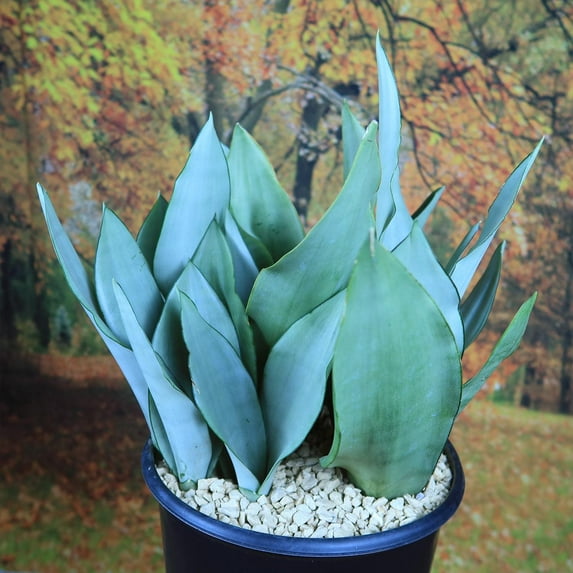 RedCrocus Snake Plant 'Moonshine' (Sansevieria/Dracaena trifasciata ...