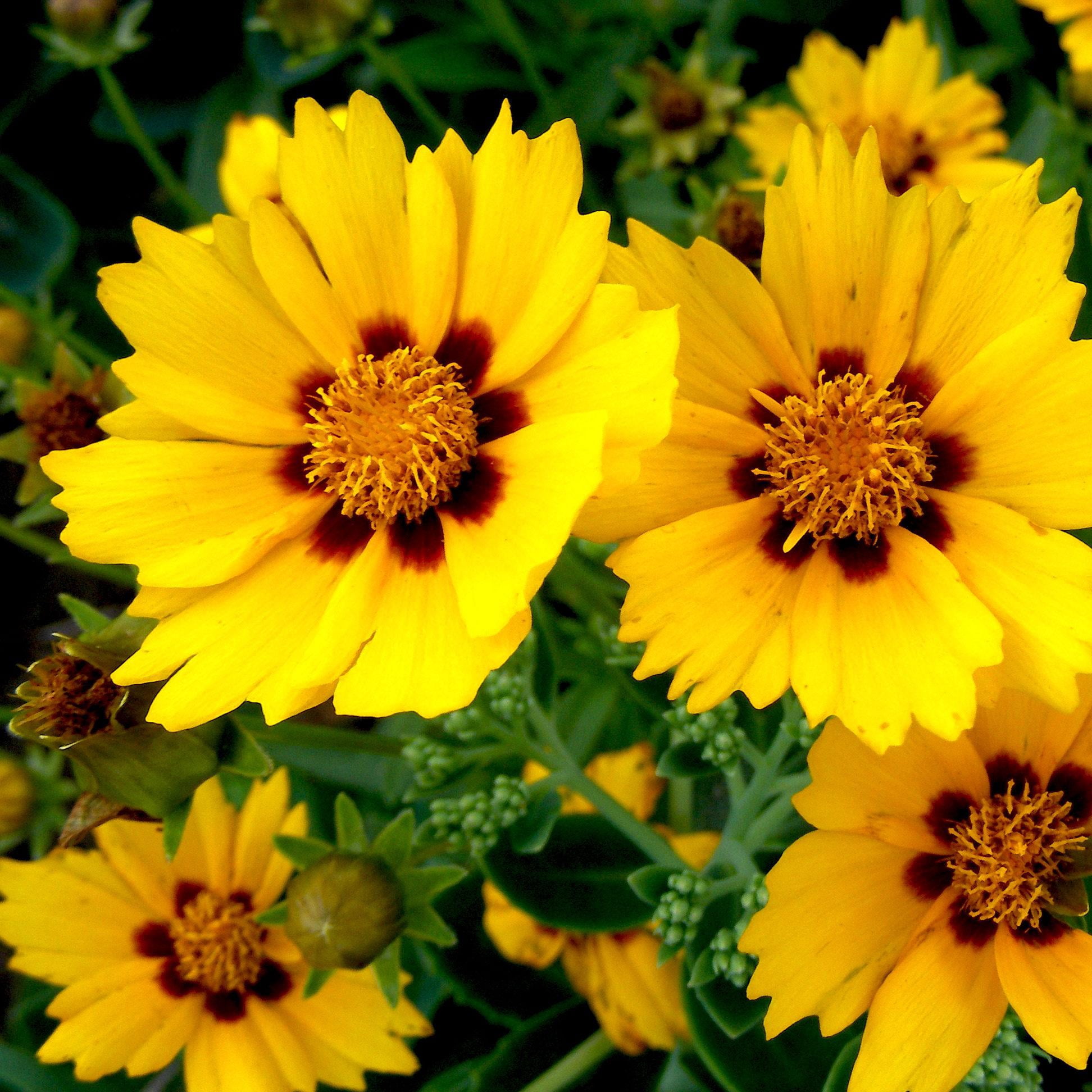 RedCrocus Sunfire Tickseed Coreopsis grandiflora – Vibrant Yellow ...