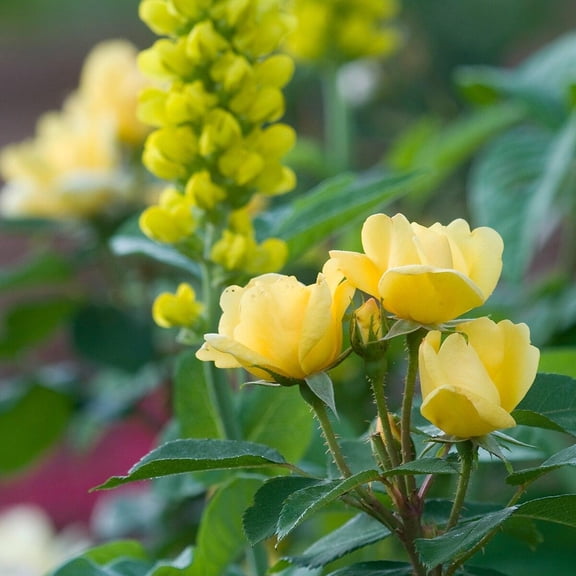 Sunny Knock Out Roses