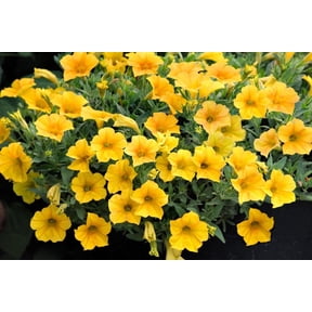 Petunia Supertunia