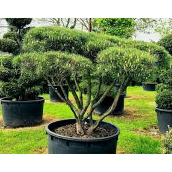 RedCrocus Maureen Yew (Taxus x media 'Maureen') - Evergreen Columnar ...