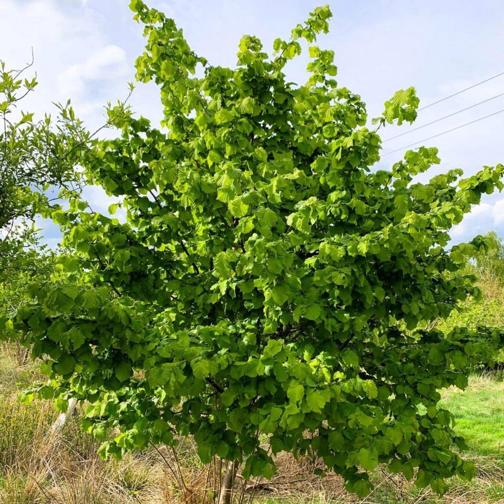 RedCrocus 'The Beast' Hybrid Hazelnut- Edible Nut Tree for Gardens ...