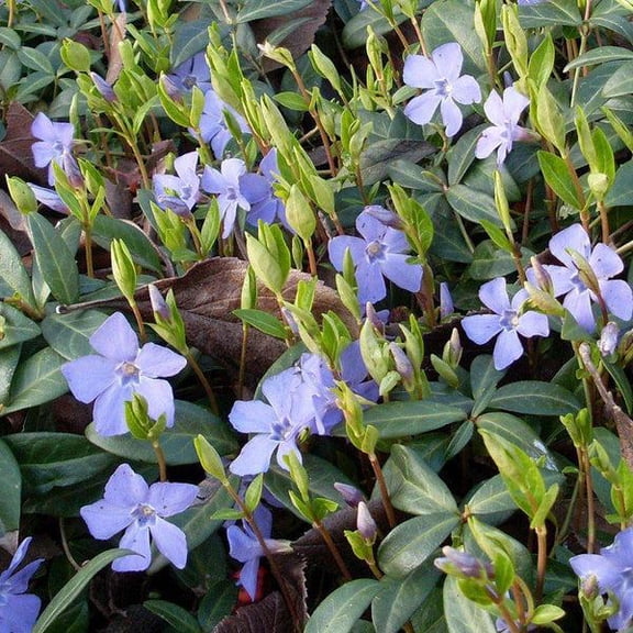 Vinca Minor