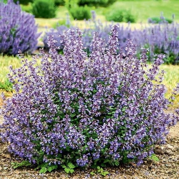 Catmint Perennial
