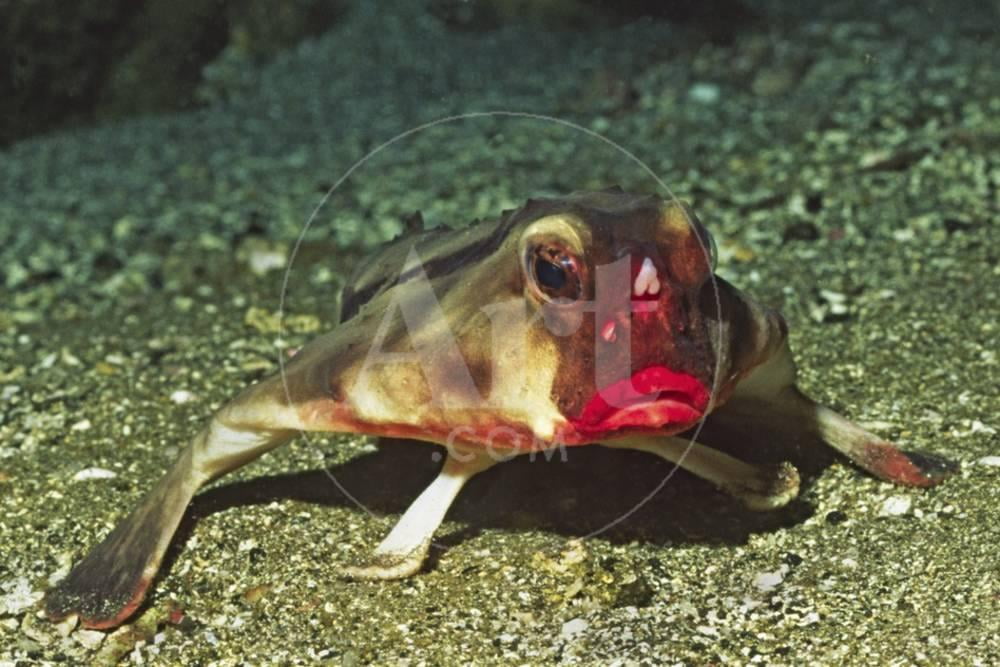 RedLipped Batfish, Unframed Photographic Print Wall Art by Hal Beral Sold by ArtCom - Walmart.com