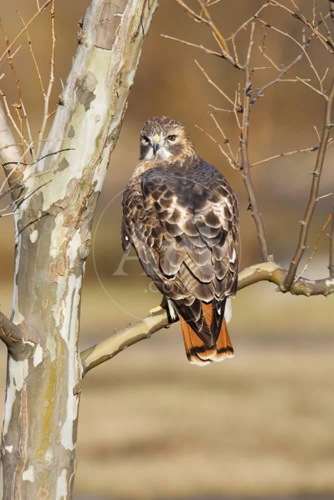 RedTailed Hawk Adult, Animals Unframed Photographic Print Wall Art Sold ...