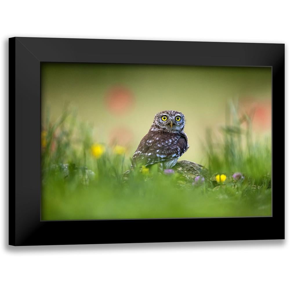 Redaelli, Marco 14x11 Black Modern Framed Museum Art Print Titled - Red ...