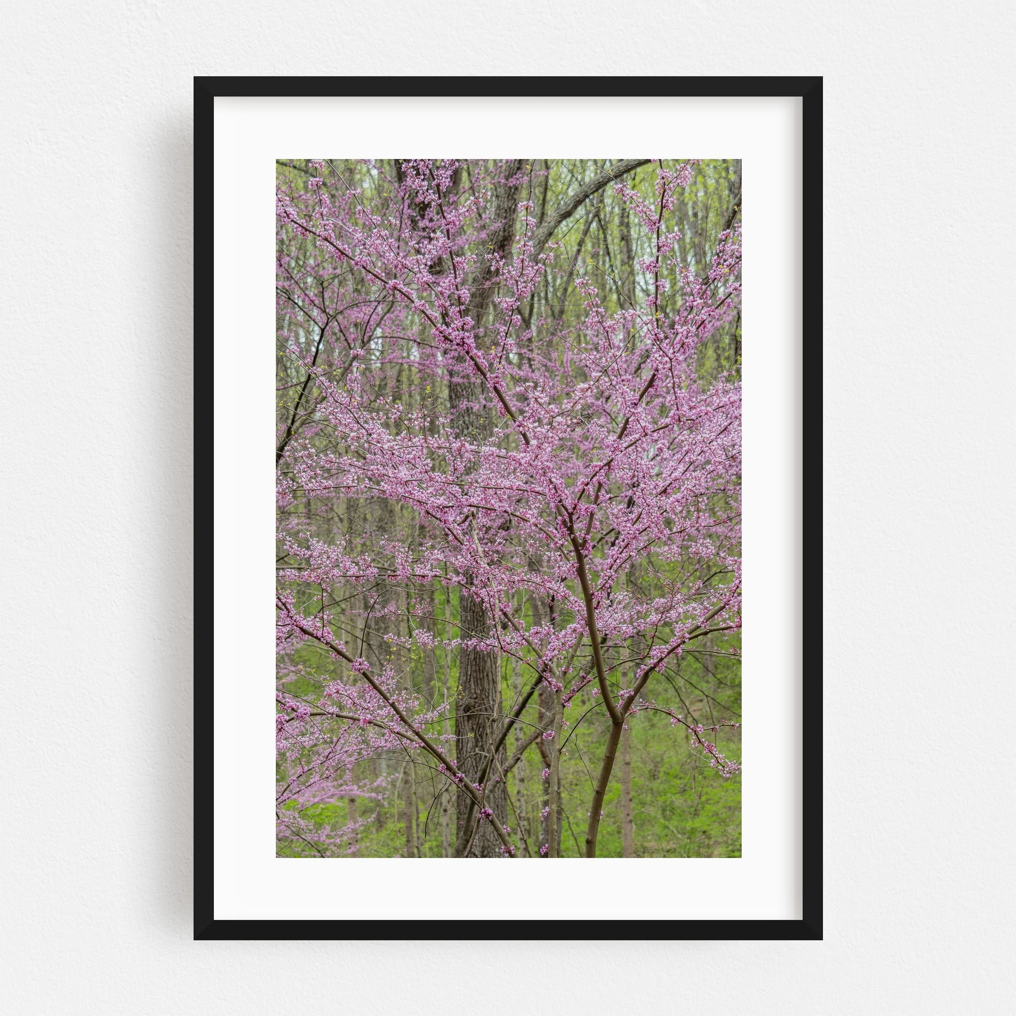 Redbud Tree in Bloom on an April Day in PA - Pennsylvania Photography ...