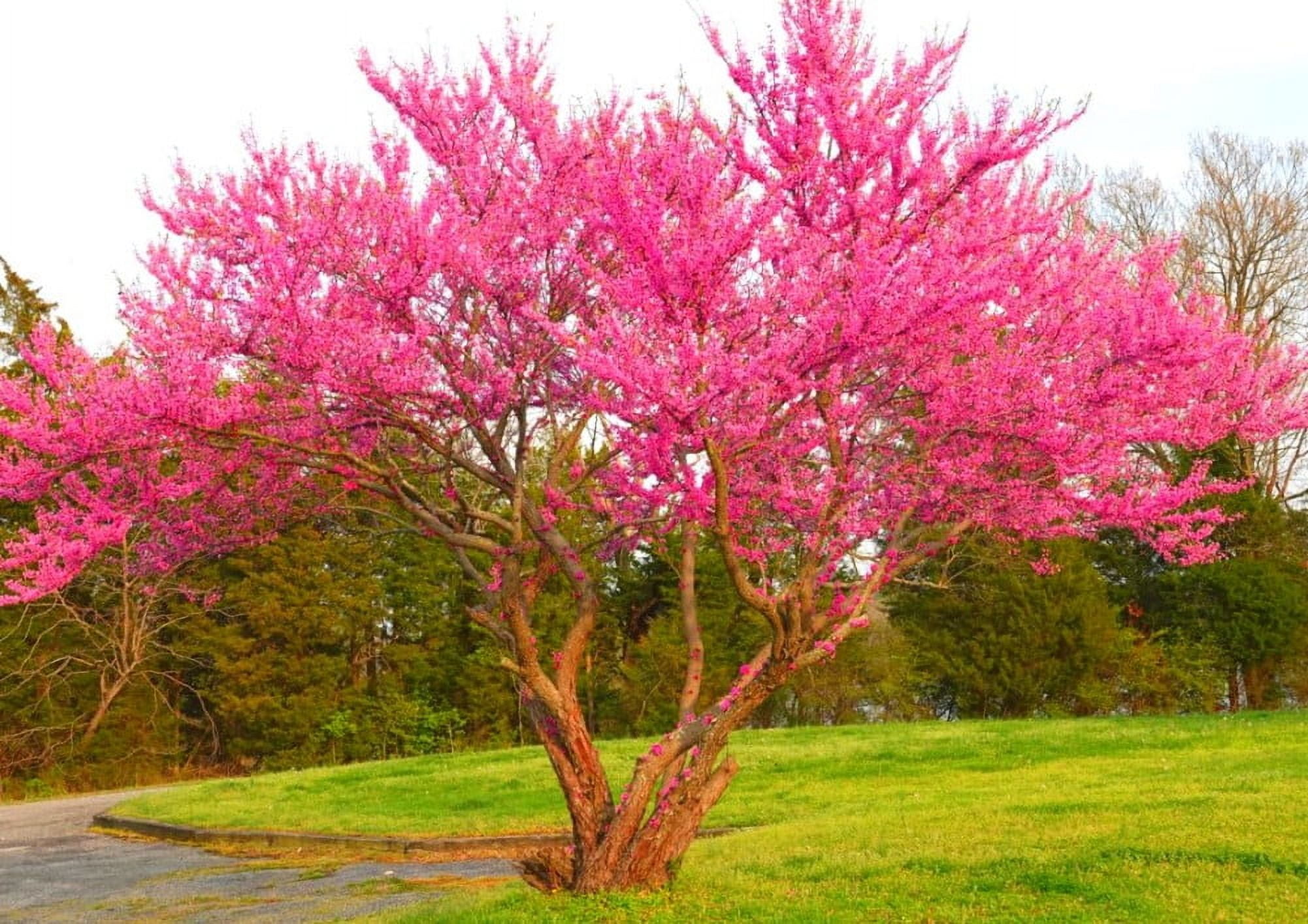 Redbud Tree Live Plant 7-12" in Quart Pot- Cercis Canadensis- Red Bud ...