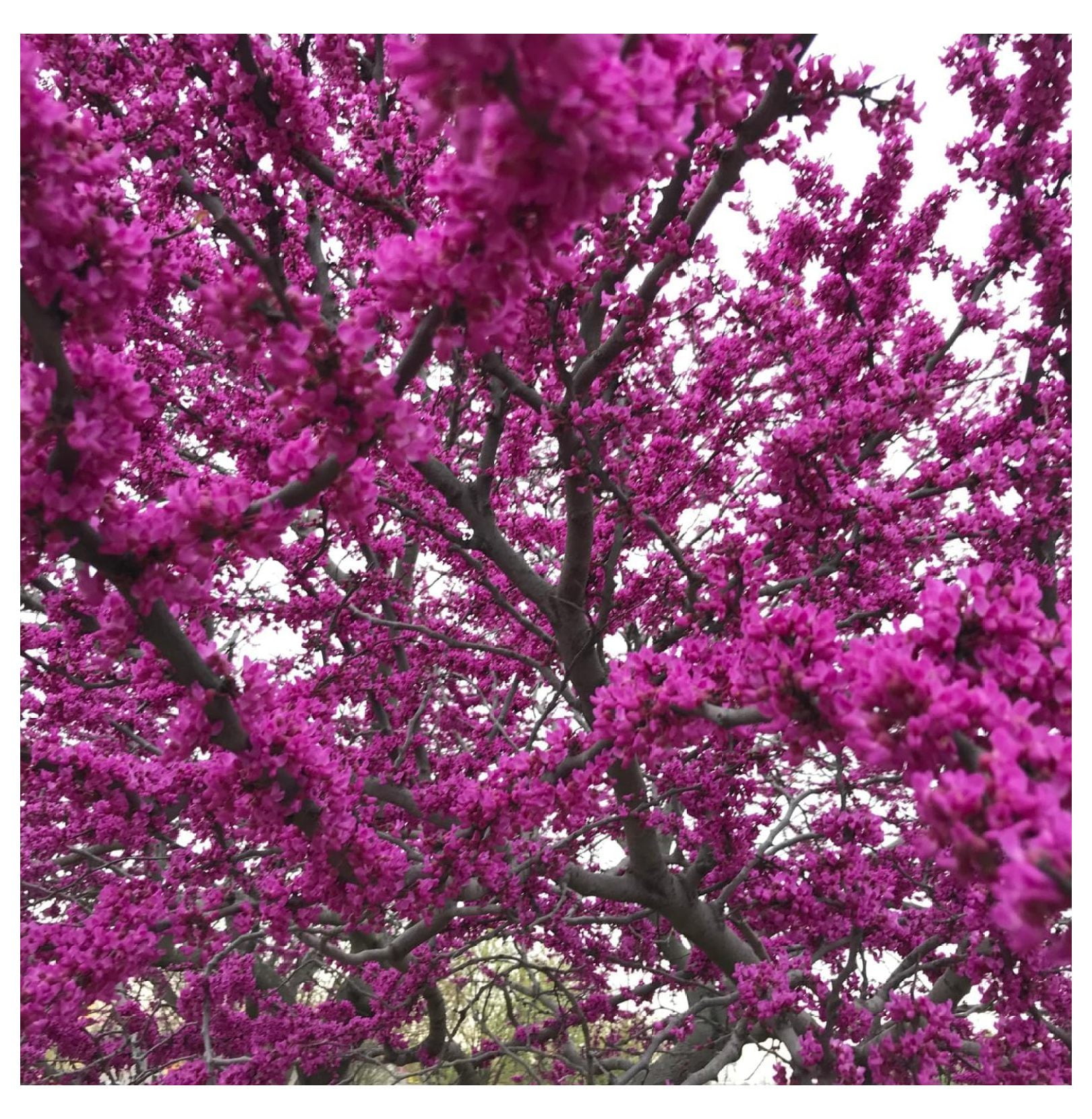 Redbud Tree Live Plant, American Redbud Tree Live Plant 2 Feet Tall ...