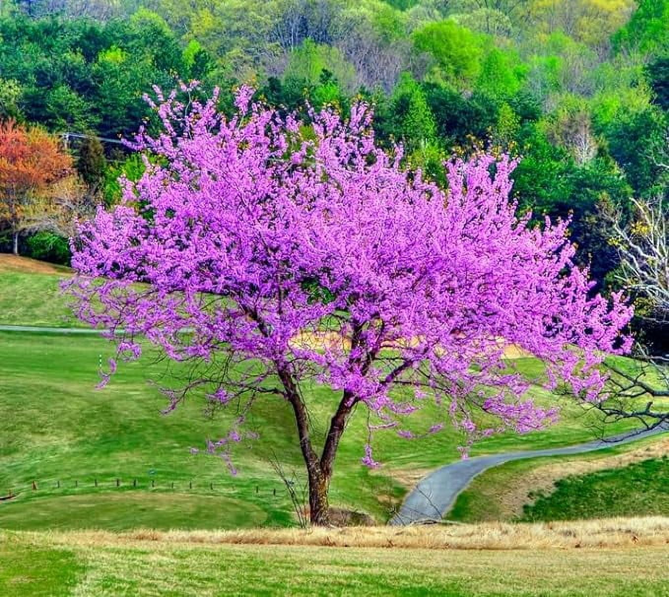 Redbud Tree Seedlings for Planting - Amazing Pink Spring Flowers - No ...