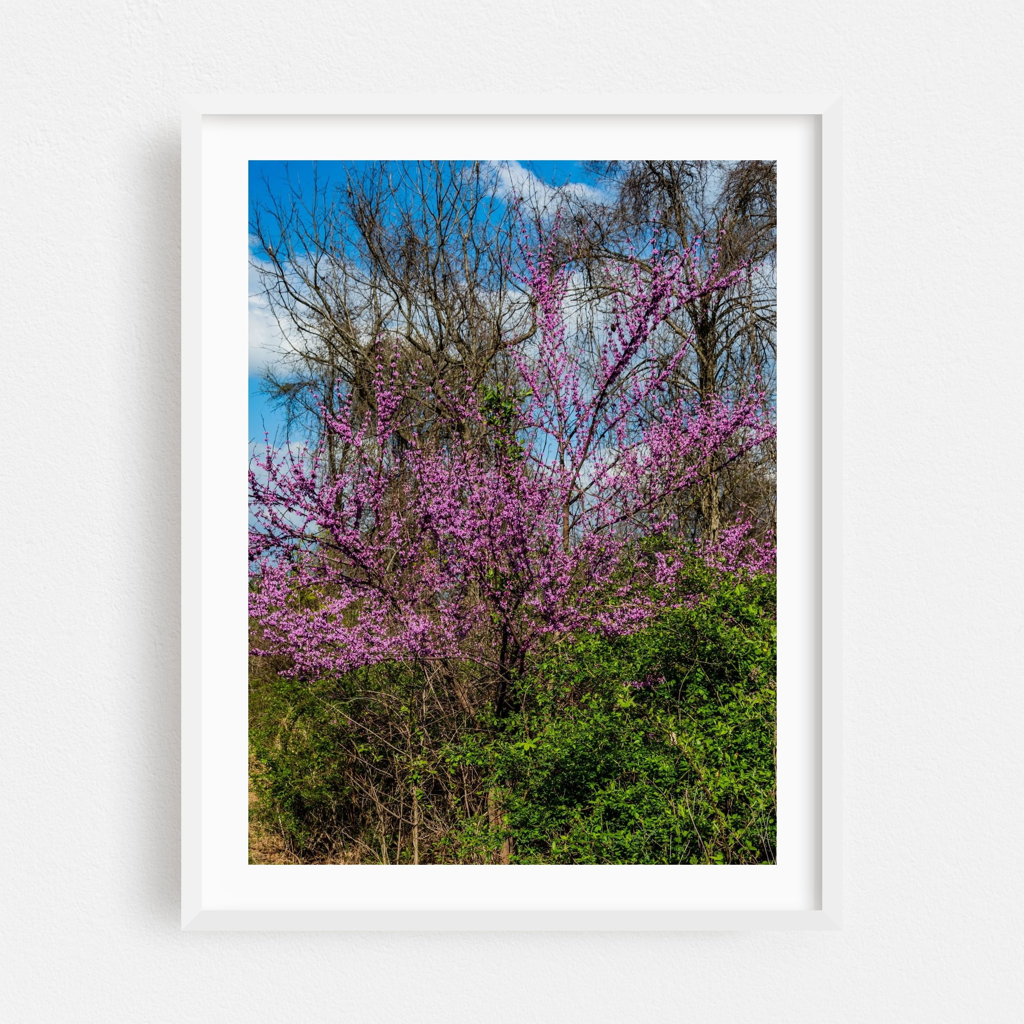 Redbuds Blooming in Spring - Pennsylvania Photography Flowers Floral ...