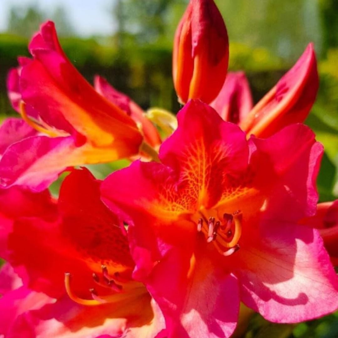 Reddish-Orange Golden in Center Color Rhododendron Live Plant Shrubs ...